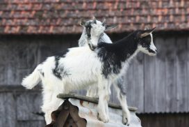 Goat Behavior Demystified - Goat Journal